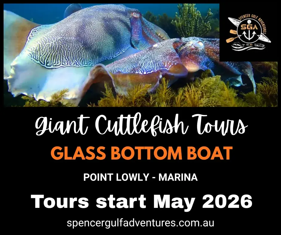Spencer Gulf Adventures | Cuttlefish & Boat Tours Whyalla