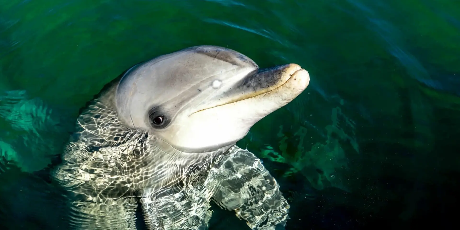 Spencer Gulf Adventures | Cuttlefish & Boat Tours Whyalla